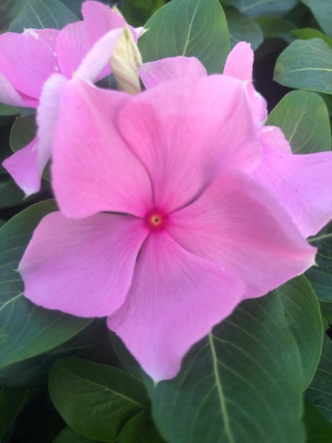 Vinca Punch | Bloom-Masters