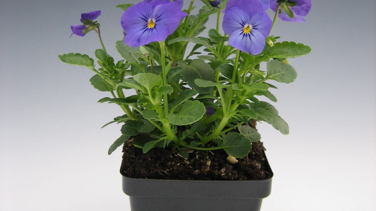 Violas Blue | Bloom-Masters