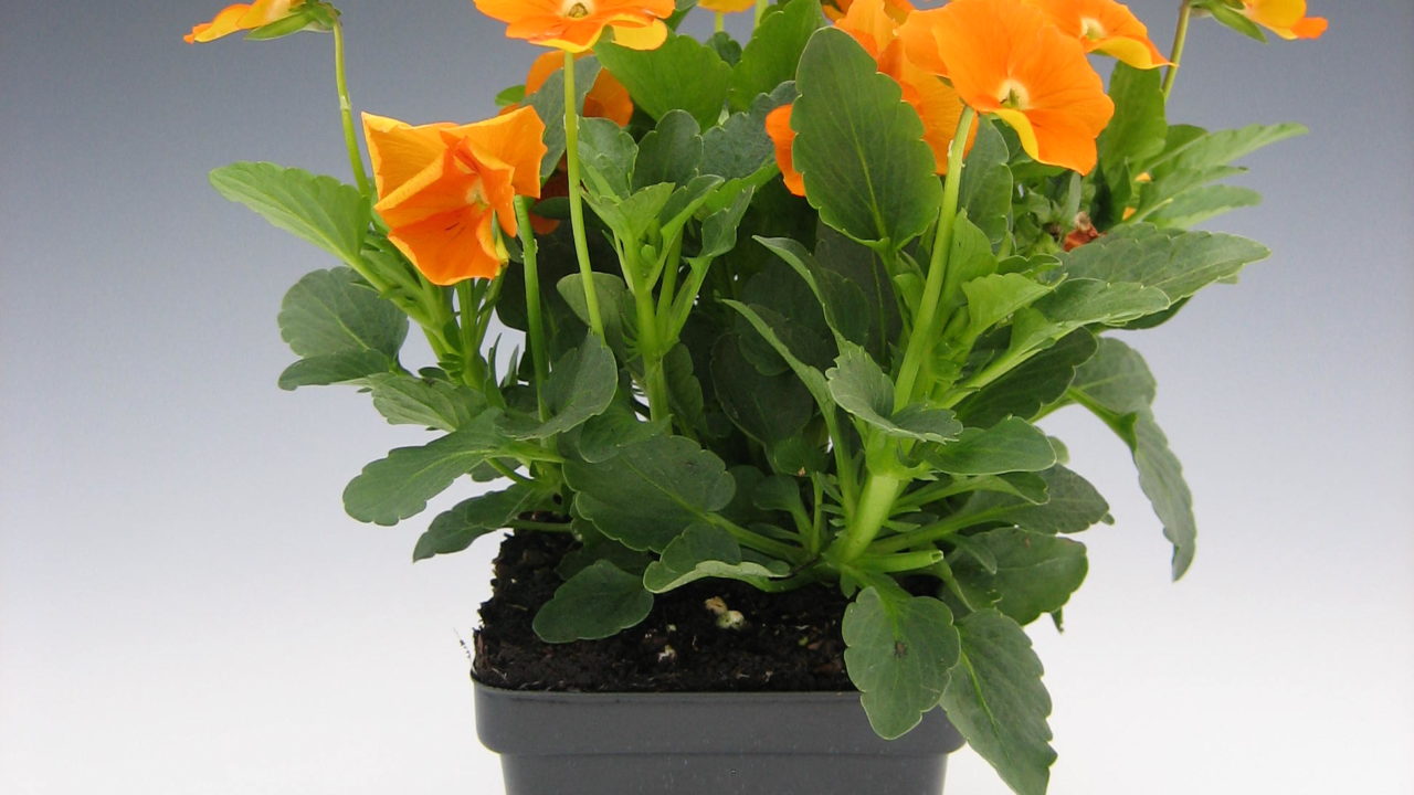 Violas Orange | Bloom-Masters