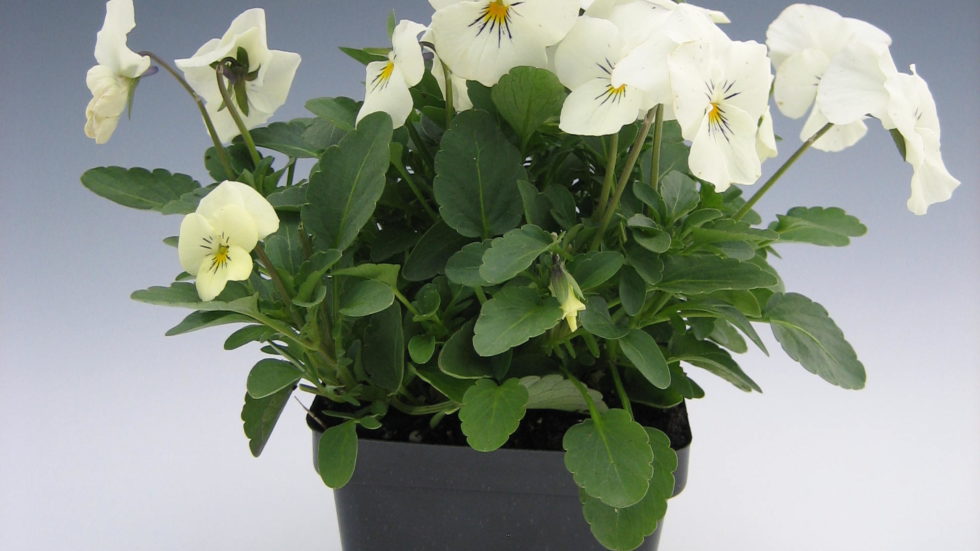 Violas White | Bloom-Masters
