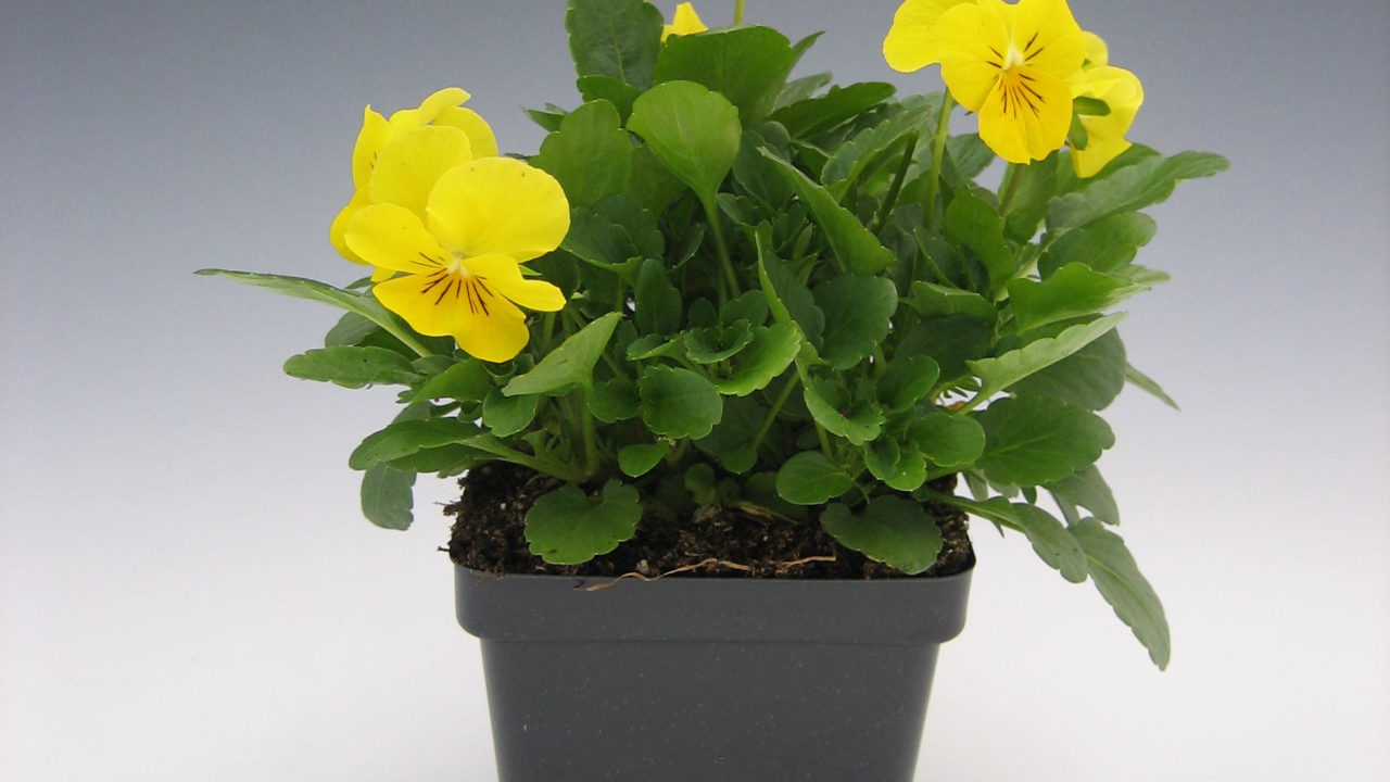 Violas Yellow | Bloom-Masters