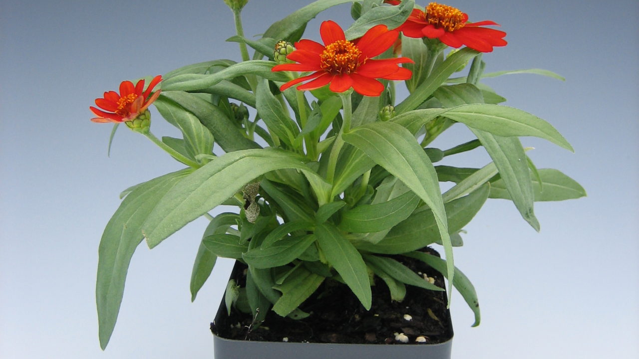 Zinnia | Bloom-Masters