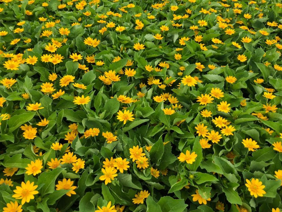 Melampodium | Bloom-Masters