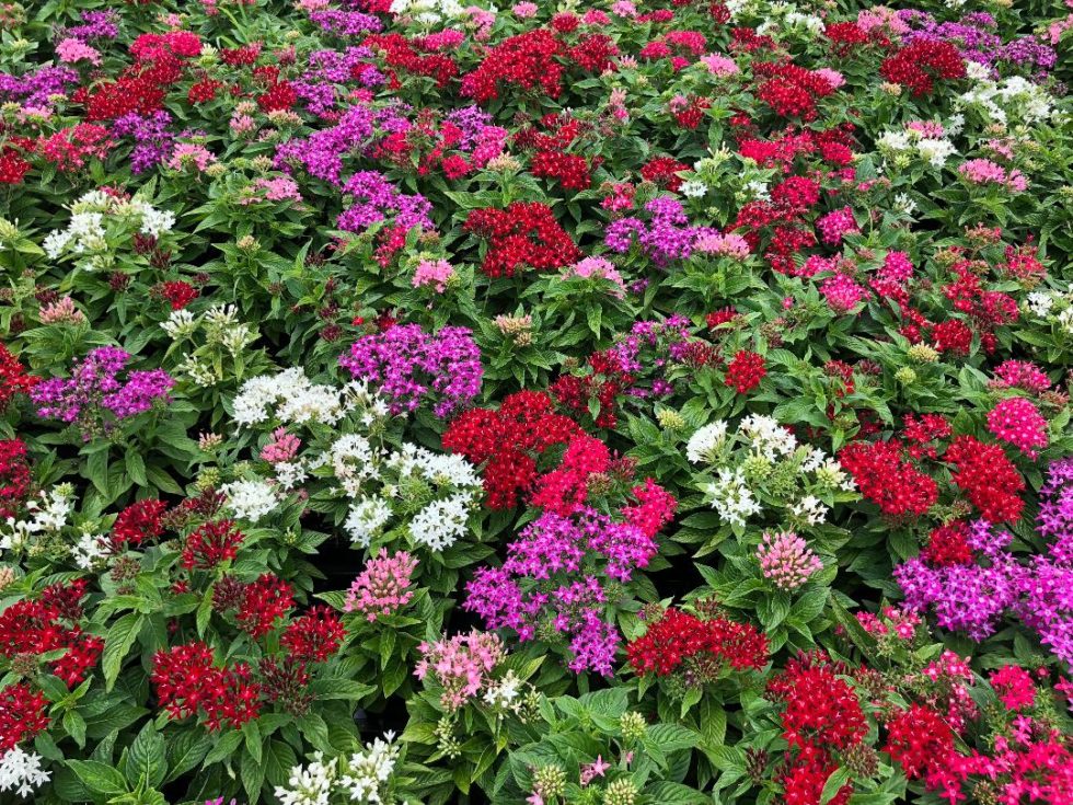 Pentas Dwarf Mix | Bloom-Masters