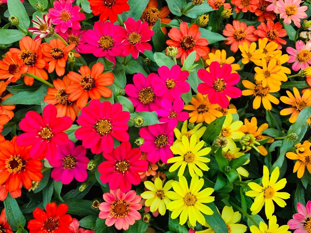 Our Plants | Bloom-Masters