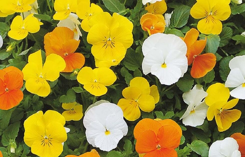 Bloom-Masters | Wholesale Plant Nursery